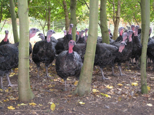 Traditional Christmas Turkeys at Smith's Farm